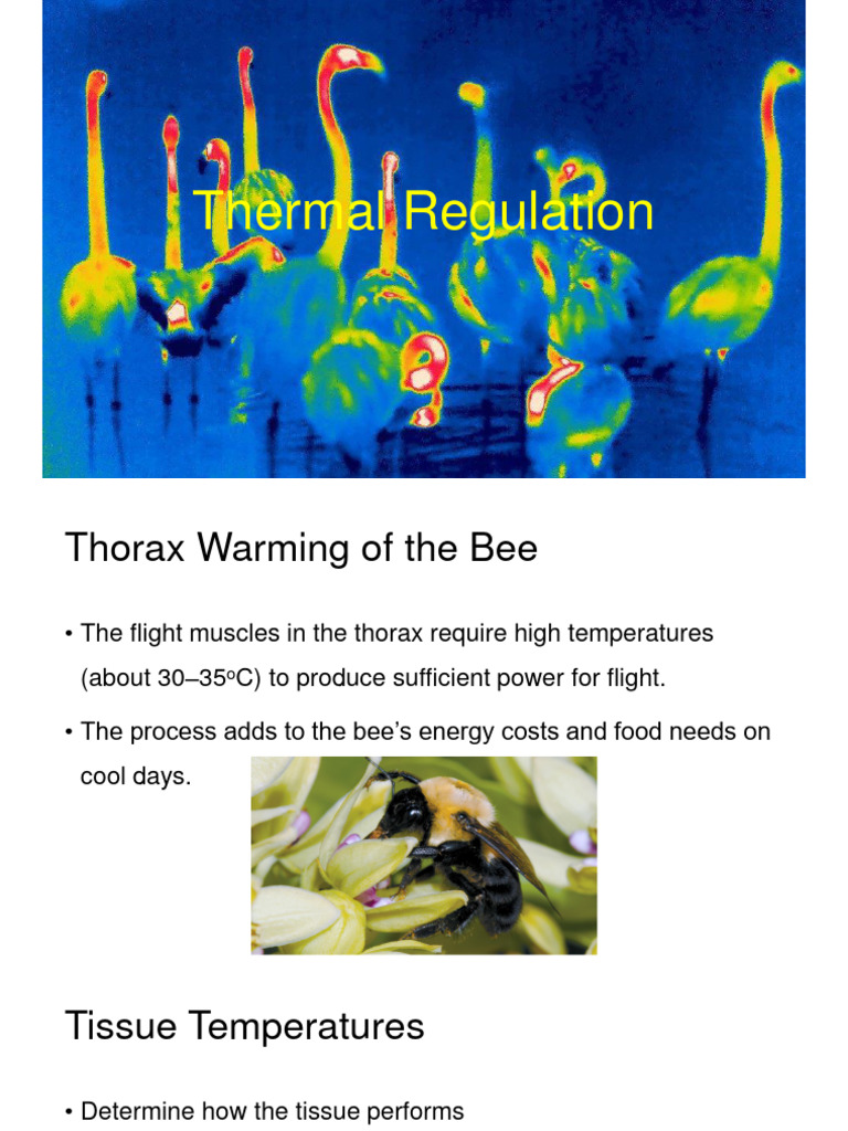 Thermal Regulation | PDF | Heat Transfer | Thermoregulation