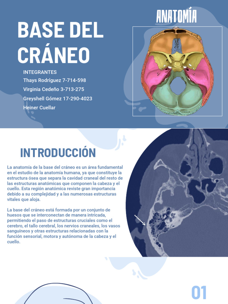 Anatomía De La Base Del Cráneo Pdf Cráneo Anatomía