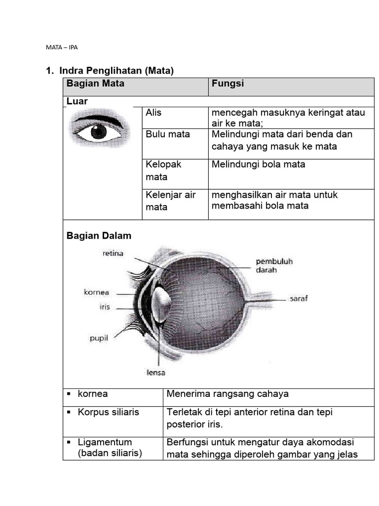 Bagian dan Fungsi Mata Kelas 5 SD | PDF | Griya & Taman | Sains ...