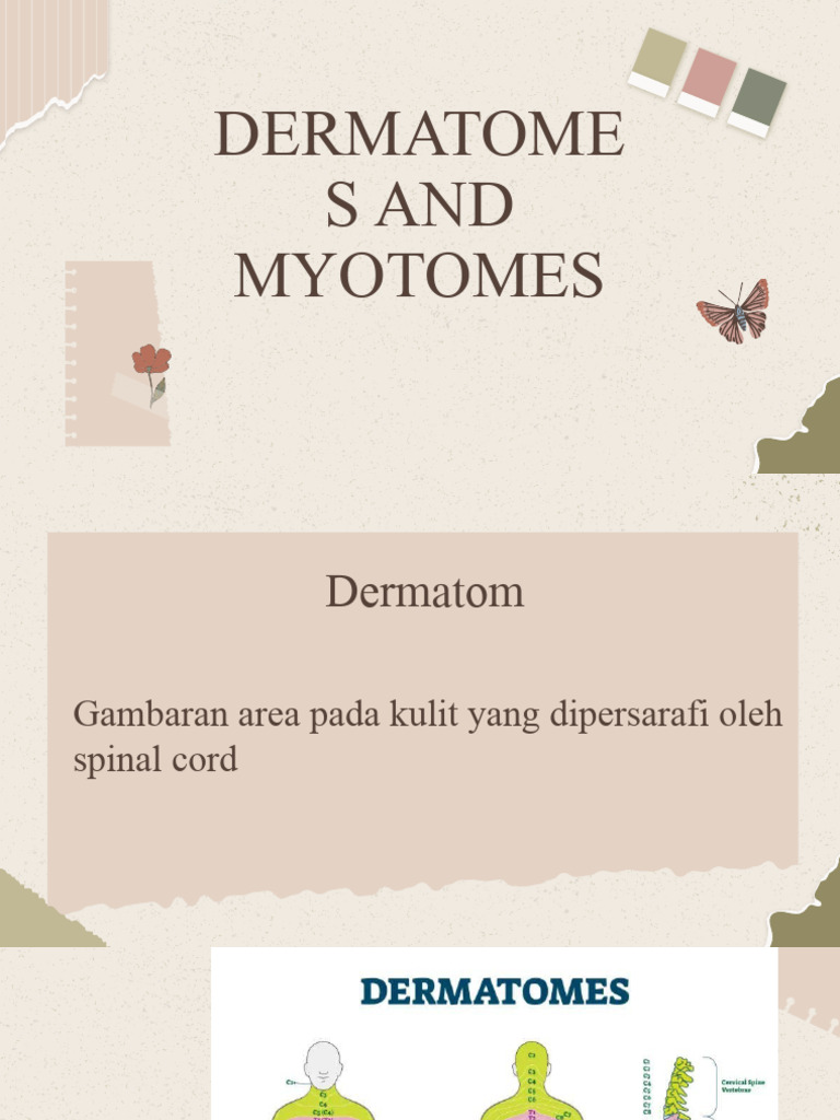Dermatom Dan Miotom Swidy Ina | PDF