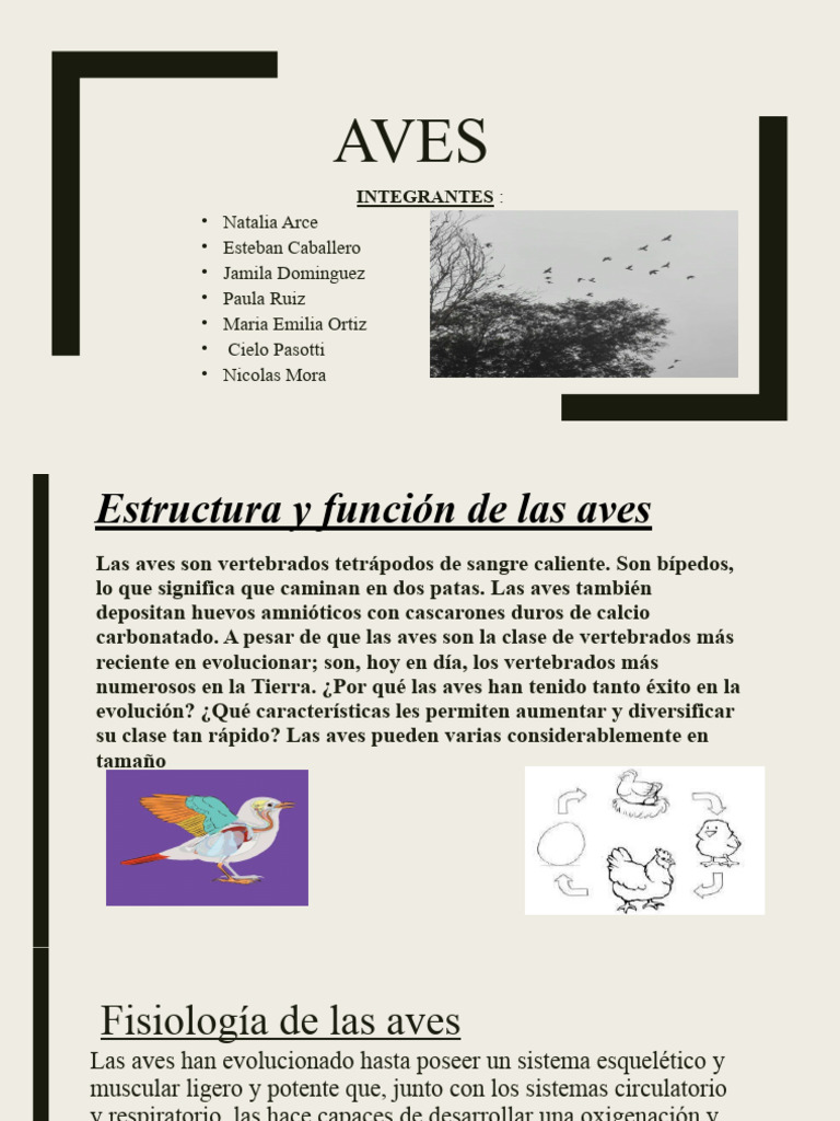 Aves | PDF | Aves | Sistema digestivo humano