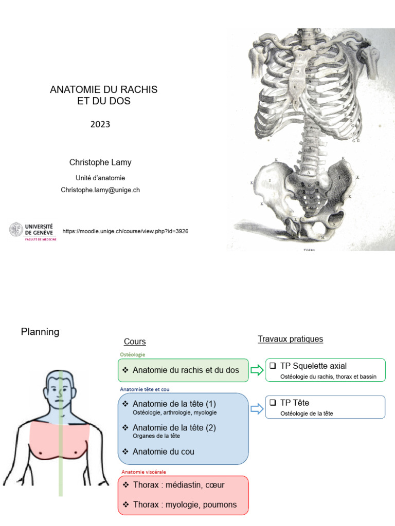 Anatomie du Rachis et du Dos | PDF | Vertèbre | Colonne vertébrale