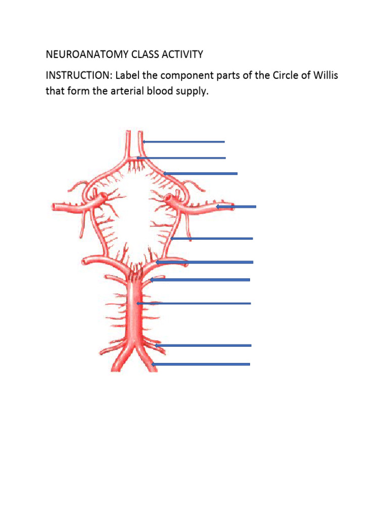 Circle of Willis Labeling Exercise Part2 | PDF | Brainstem | Brain