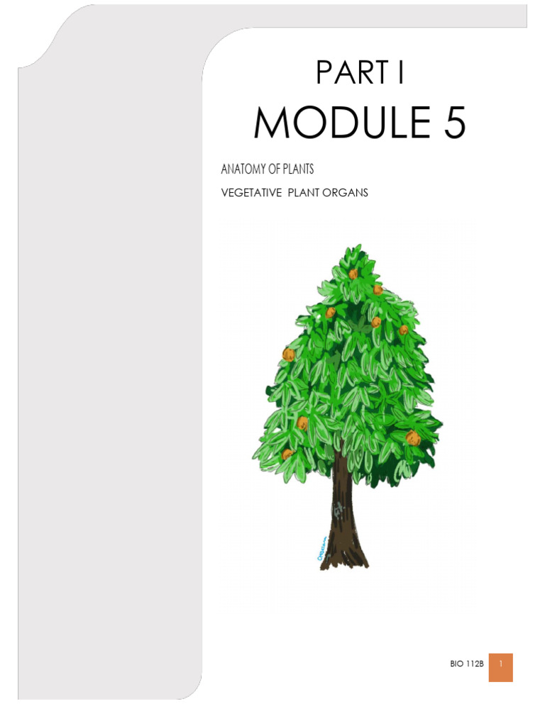 module_5_part_1 | PDF | Leaf | Root