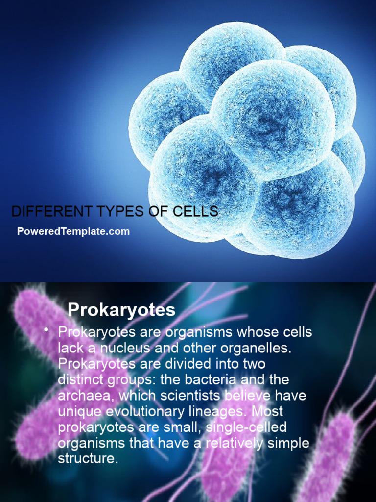DIFFERENT TYPES OF CELLS | PDF | Archaea | Tissue (Biology)