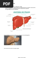 Anatomia e Histologia Do Fígado | PDF | Fígado | Hepatócito