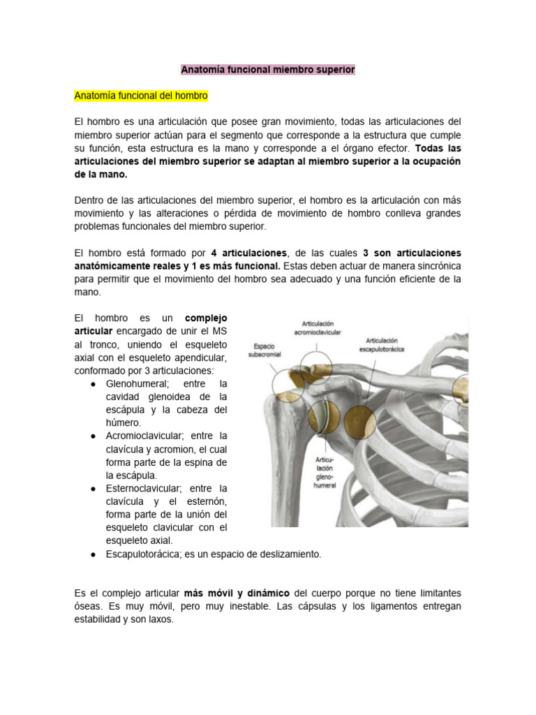 Anatomía de Hombro y Codo | PDF | Hombro | Sistema esquelético