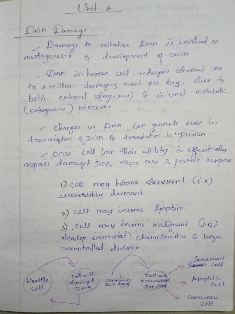 Unit 4 Mol Bio | PDF