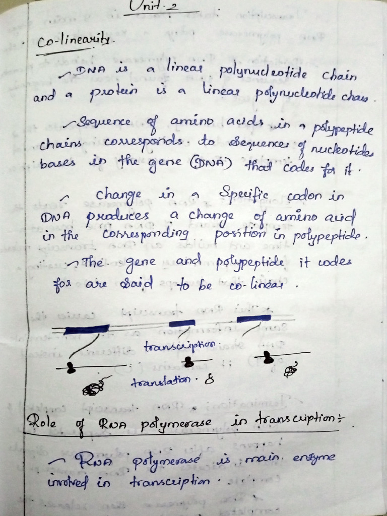 Unit 2 Mol Bio | PDF