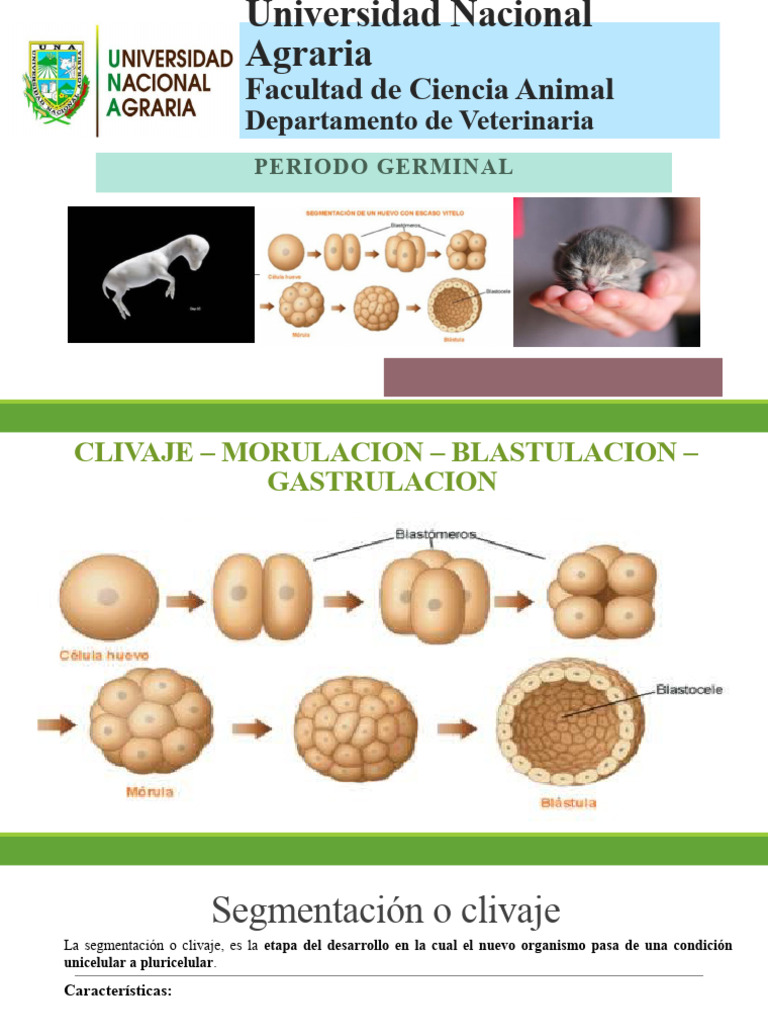 Clivaje y Blastulación en Embriología | PDF | Ciencias de la vida ...