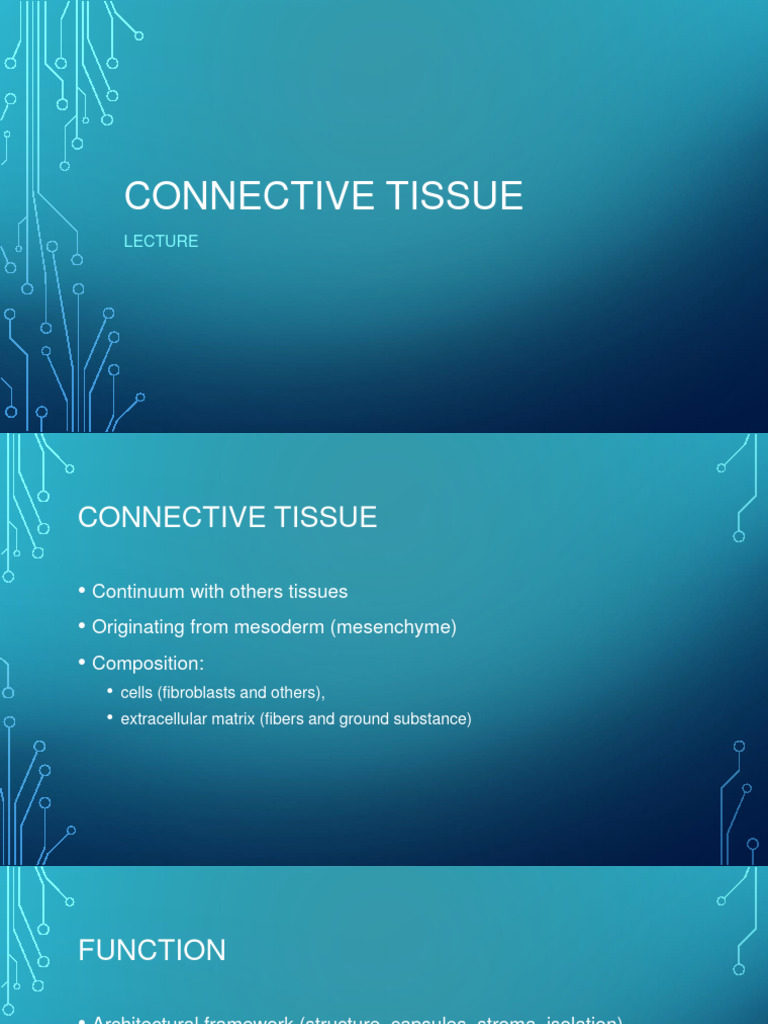 Connective Tissue | PDF | Connective Tissue | Collagen