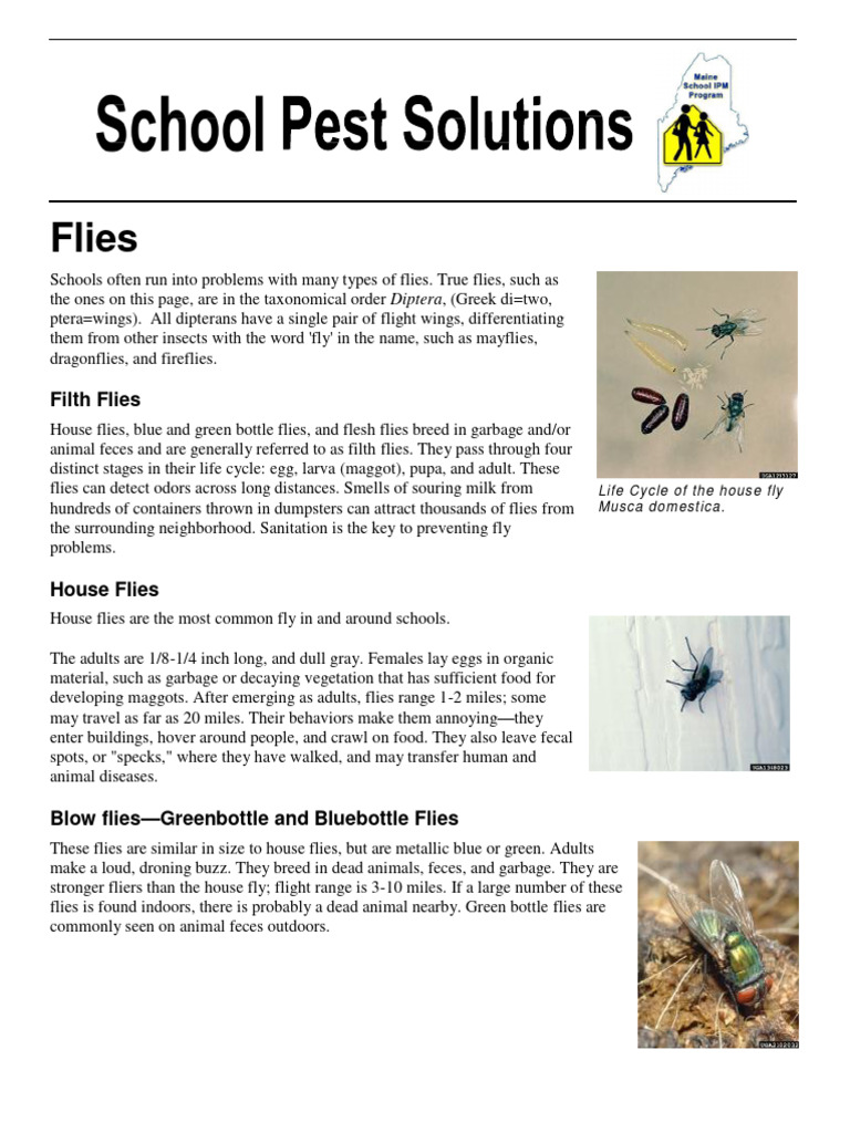 Managing Filth Flies in Schools | PDF | Fly | Basement