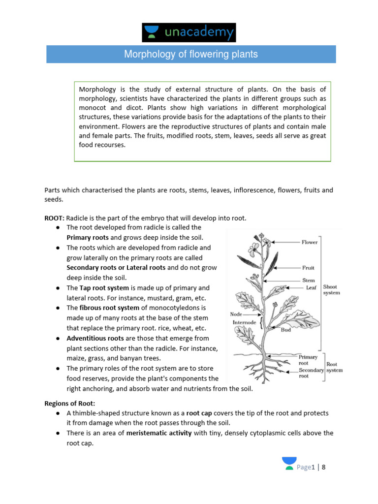 Flowering Plant Morphology Guide | PDF | Leaf | Seed