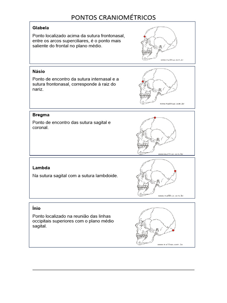 Pontos Craniométricos do Crânio | PDF | Casa e Jardim