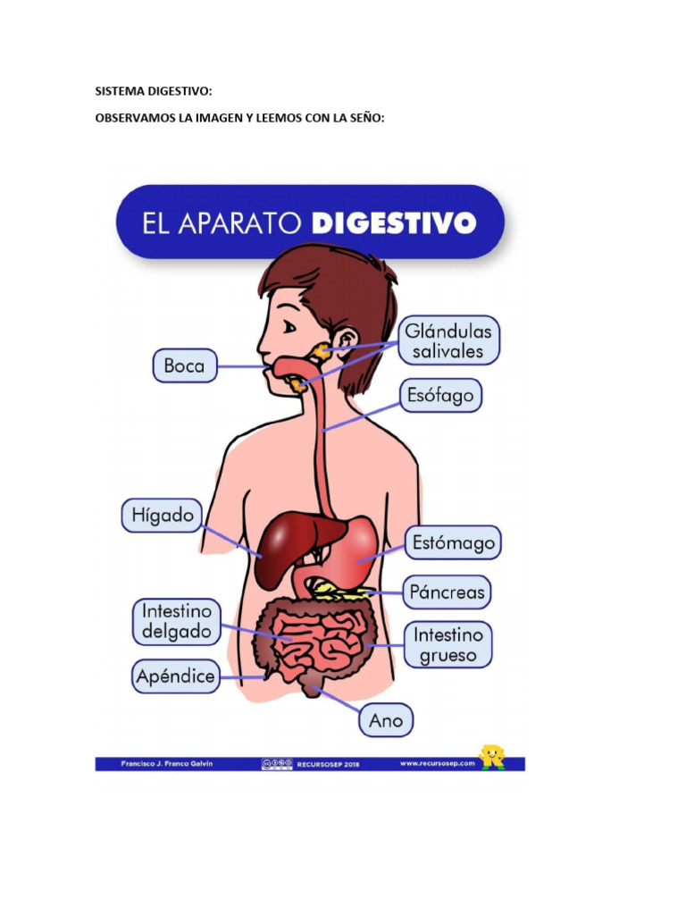 Tareas Adaptadas Sistema Digestivo | PDF | Sistema digestivo humano ...
