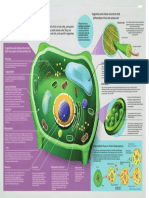 Eukaryotic Cells - Plant, Algal & Fungal Cells Revision Notes - A-Level ...