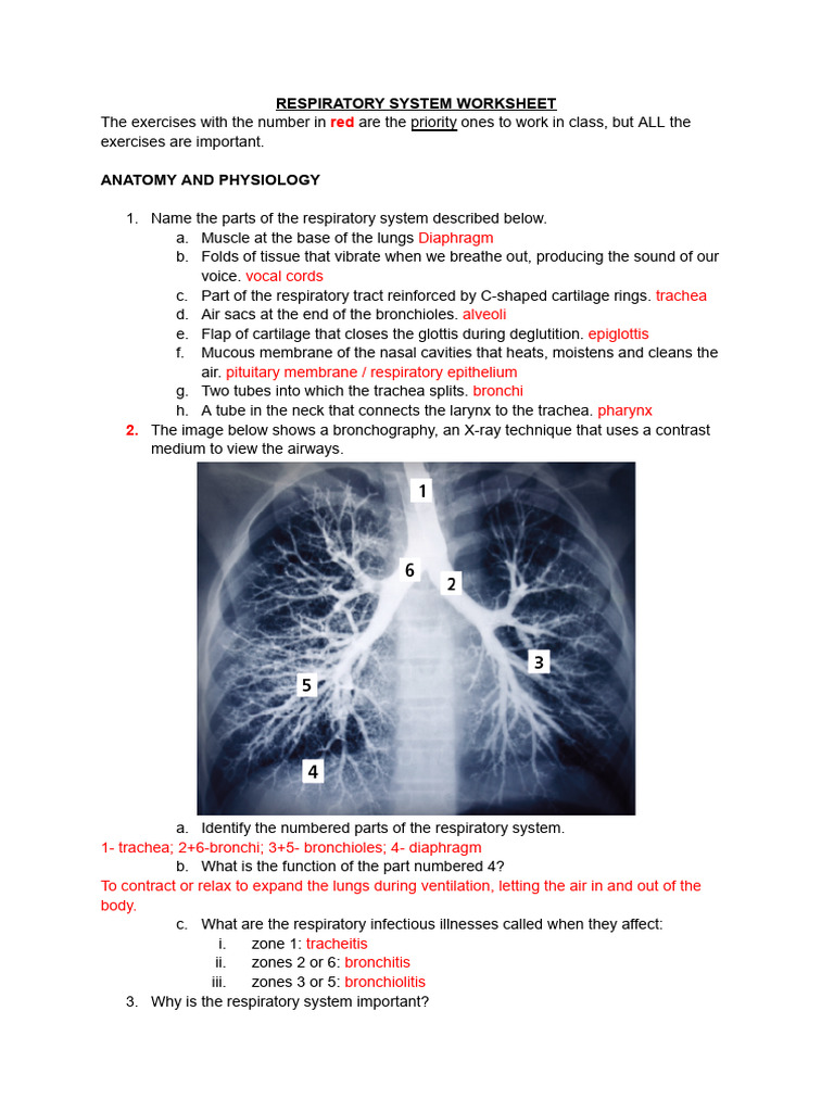 Respiratory System Worksheet Answers | PDF | Respiratory Tract ...