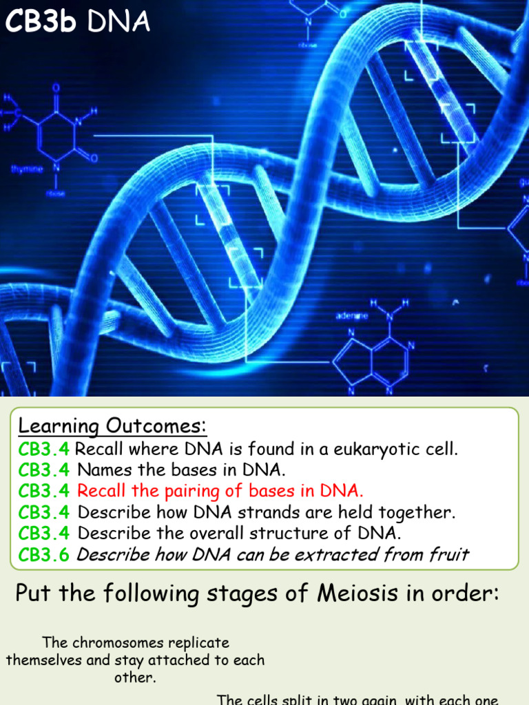 Cb3b Dna Pdf Dna Base Pair