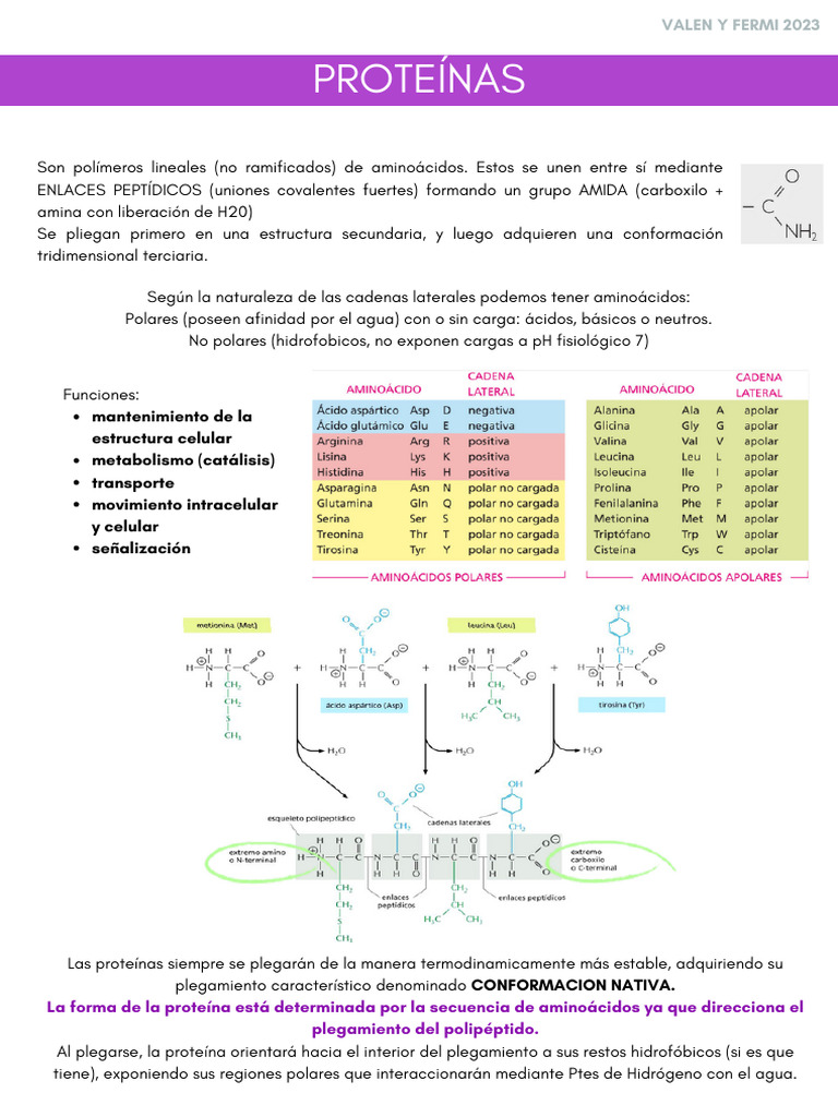 Proteínas | PDF | Proteínas | Estructura proteica