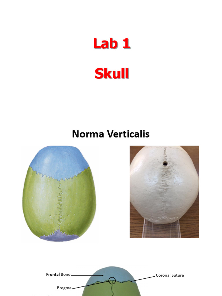 lab 1 skull | PDF | Skull | Musculoskeletal System