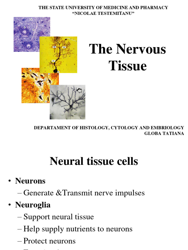 Overview of Nervous Tissue Structure | PDF | Myelin | Cerebellum