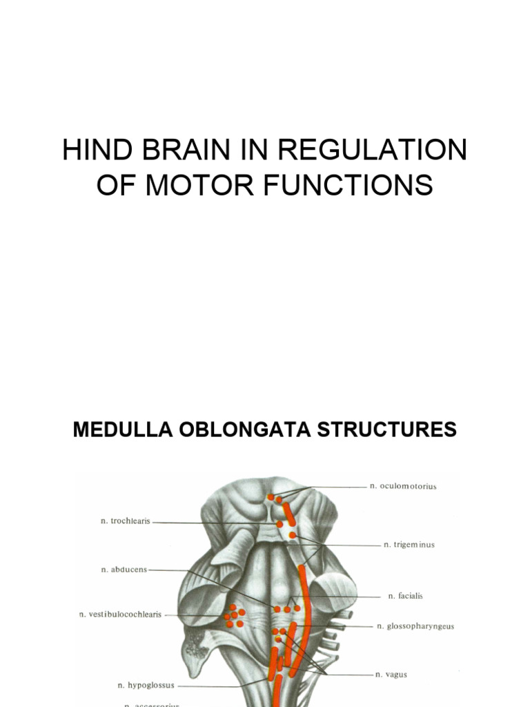 2.3 Hind Brain in Regulation of Motor Functions | PDF | Neuroscience ...