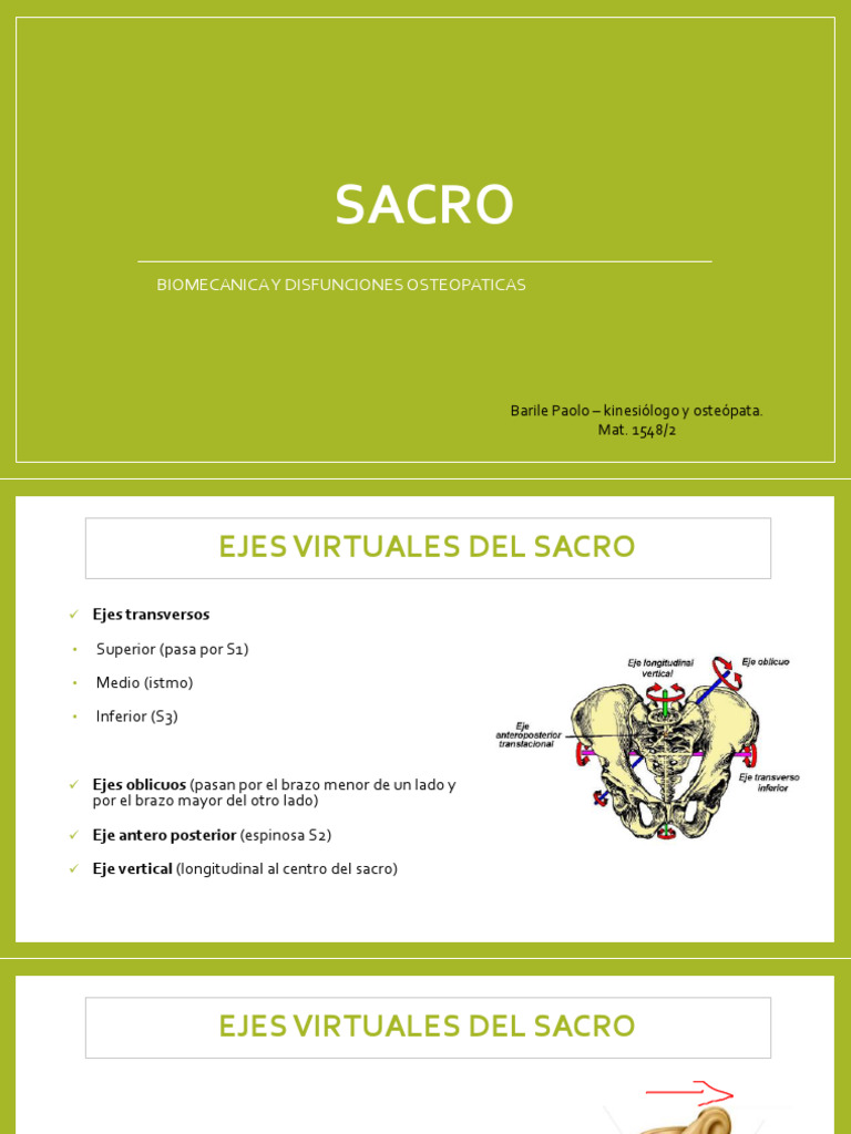 sacro | PDF | Pelvis | Anatomía humana