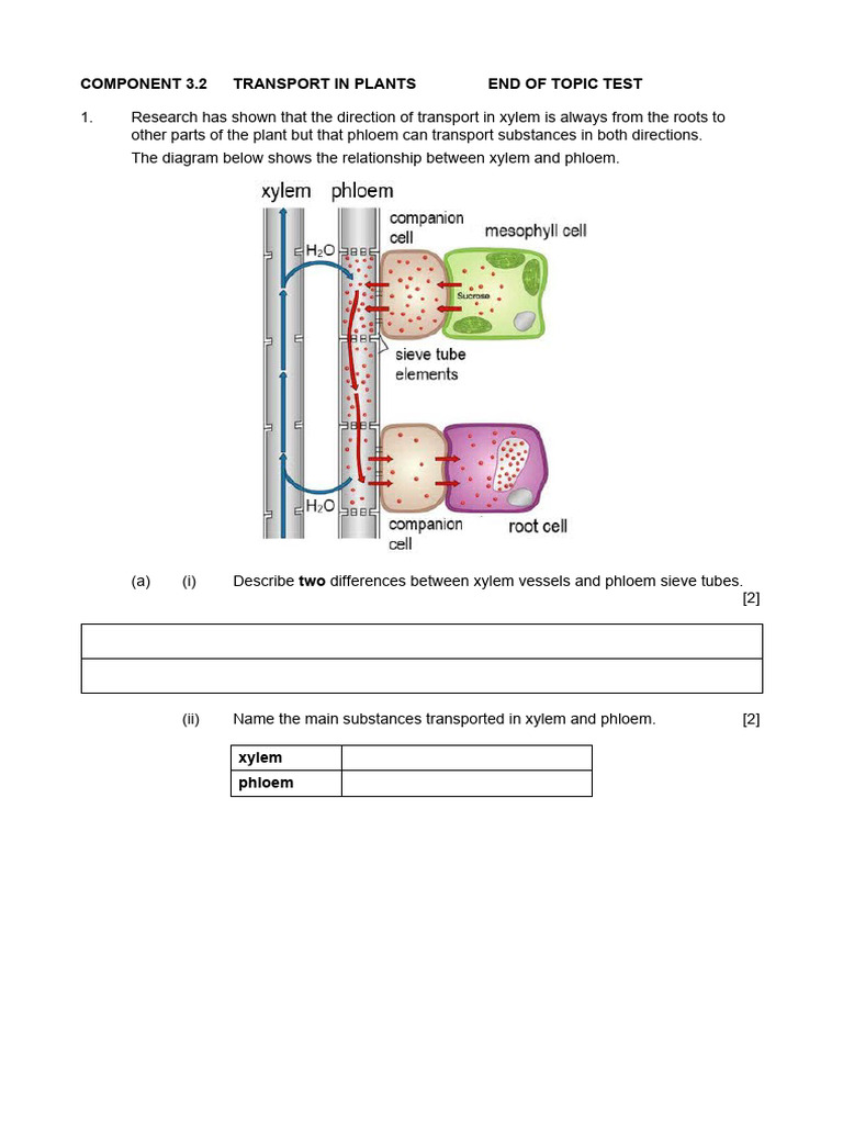 Plant Transport Mechanisms and Tests | PDF | Plant Morphology | Plants