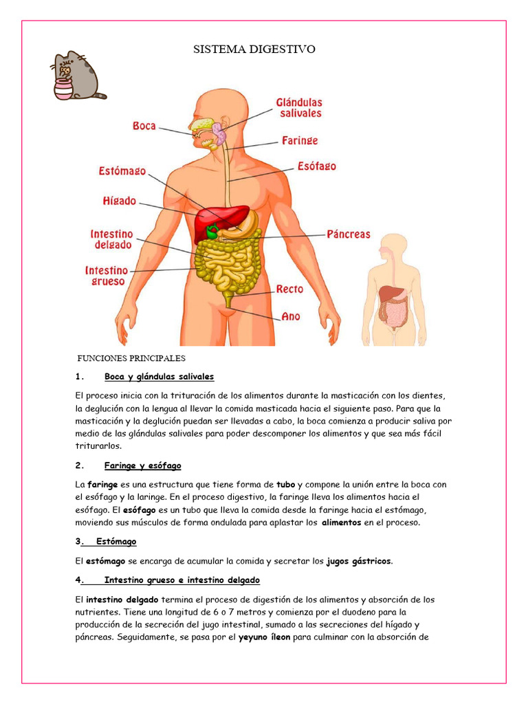 Sistema Digestivo | PDF | Digestión | Sistema digestivo humano