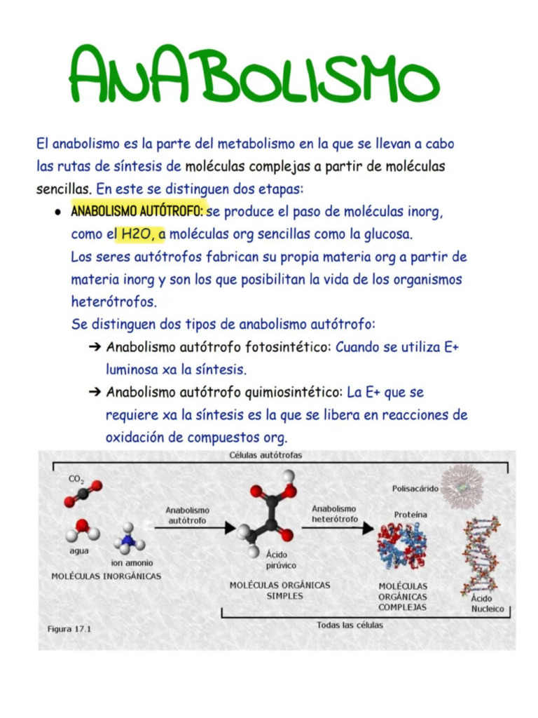ANABOLISMO BIOLOGÍA | PDF