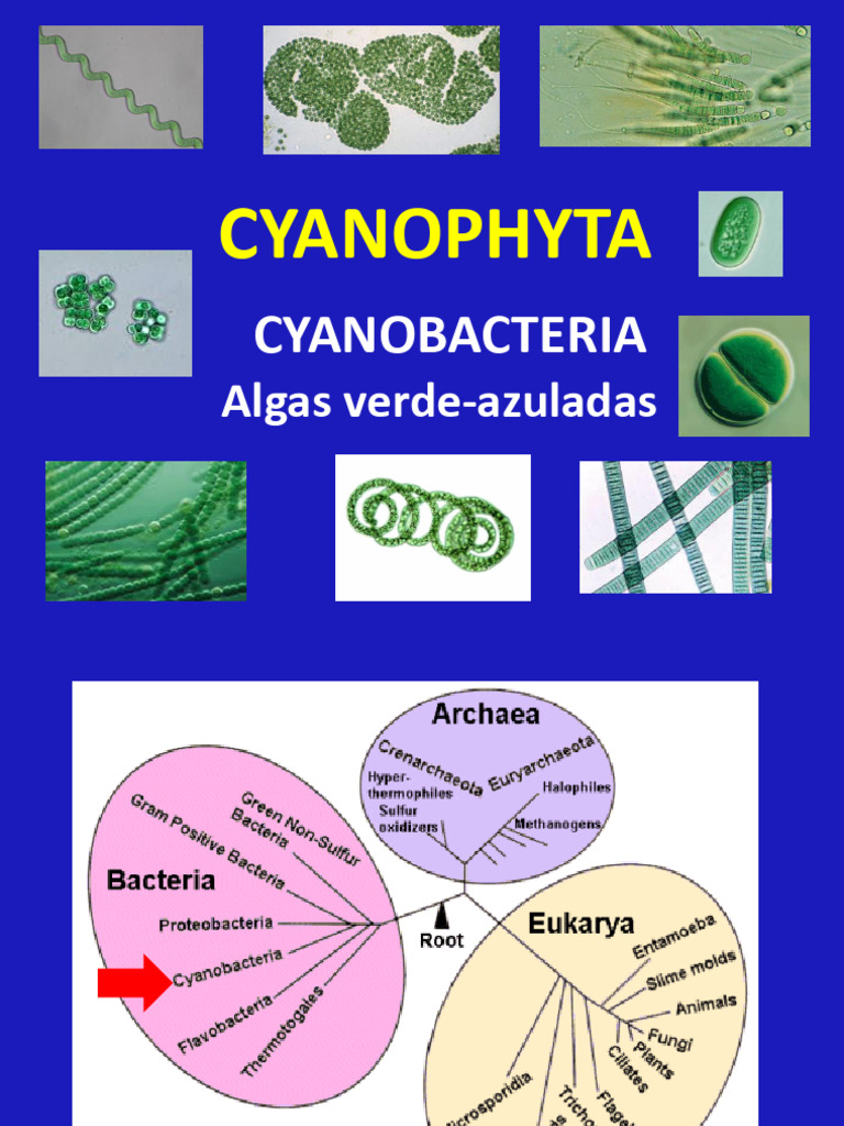 3 Cyanophyta Parte I | PDF | Cianobacterias | Microscopía