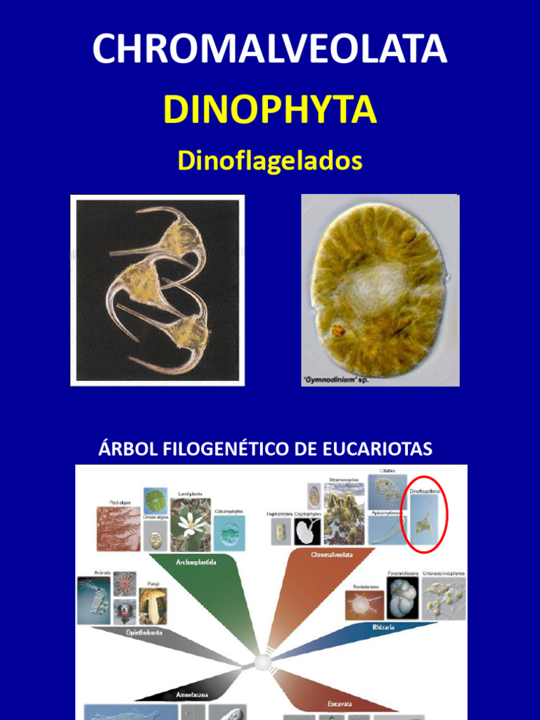 15 DINOPHYTA | PDF | Cloroplasto | Biología Celular