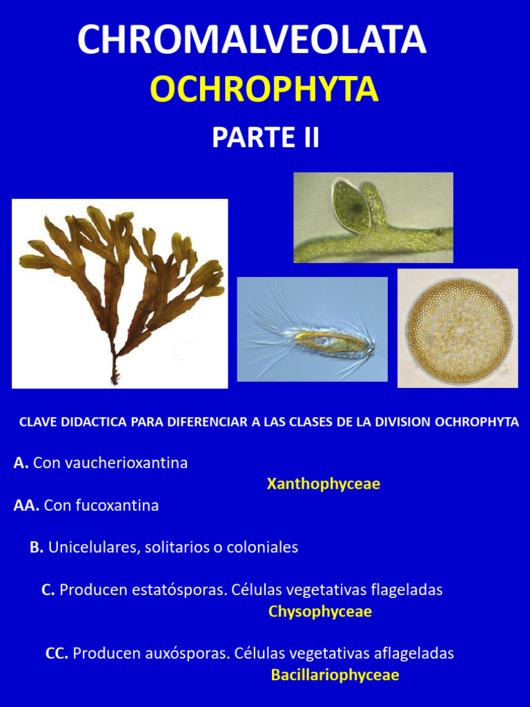 13 OCHROPHYTA Phaeophyceae | PDF | Algas | Eucariotas