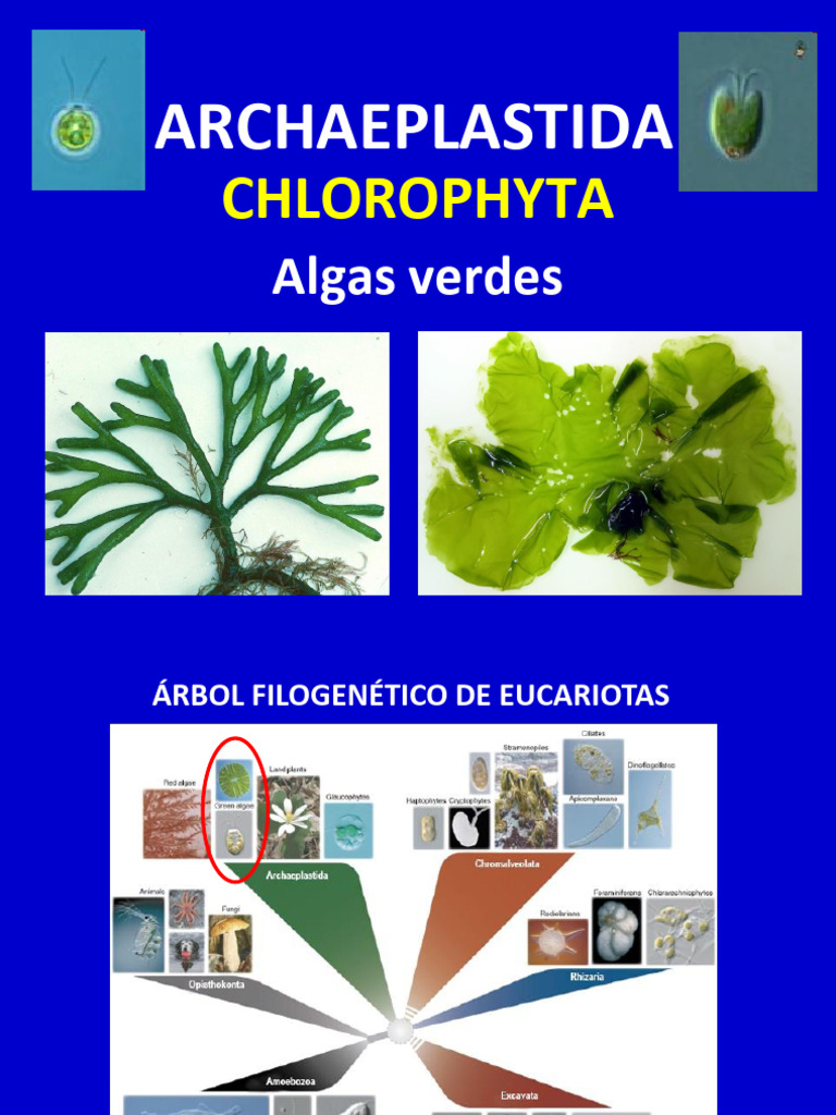 8 CHLOROPHYTA Parte I | PDF | Cloroplasto | Taxa