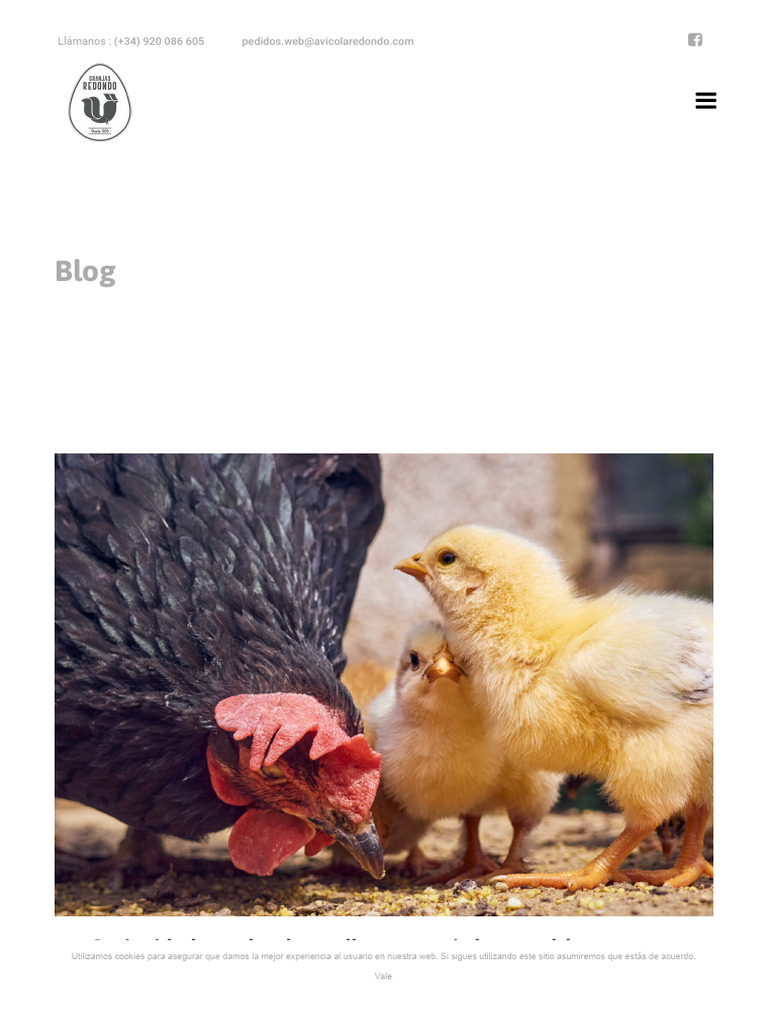 Curiosidades Sobre Los Pollos - Granjas Redondo | PDF