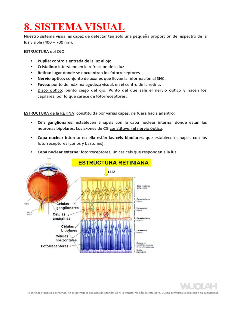 Tema 8 Vista Pdf Percepción Visual Sistema Visual