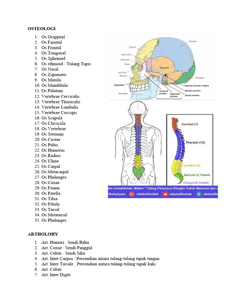 Anatomi Tubuh, Osteology, Arthologi, Myologi | PDF