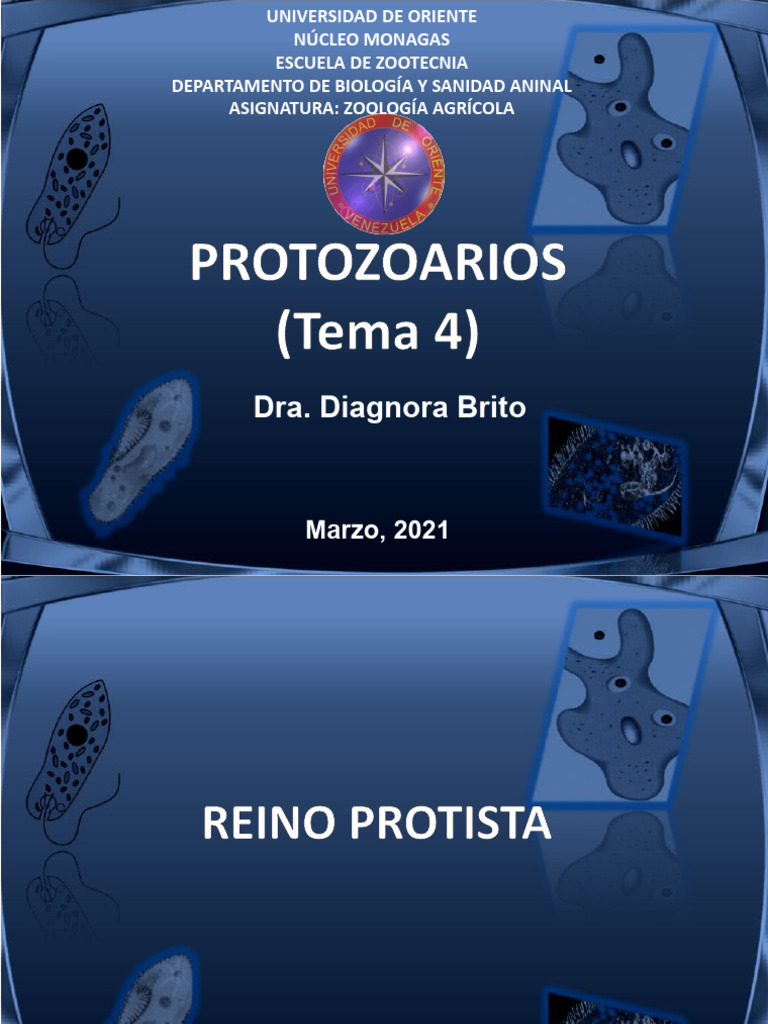 Clasificación y características de protozoarios | PDF | Reproducción ...