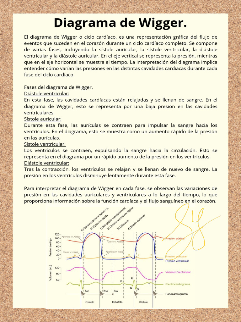 Diagrama de Wigger del Ciclo Cardíaco | PDF