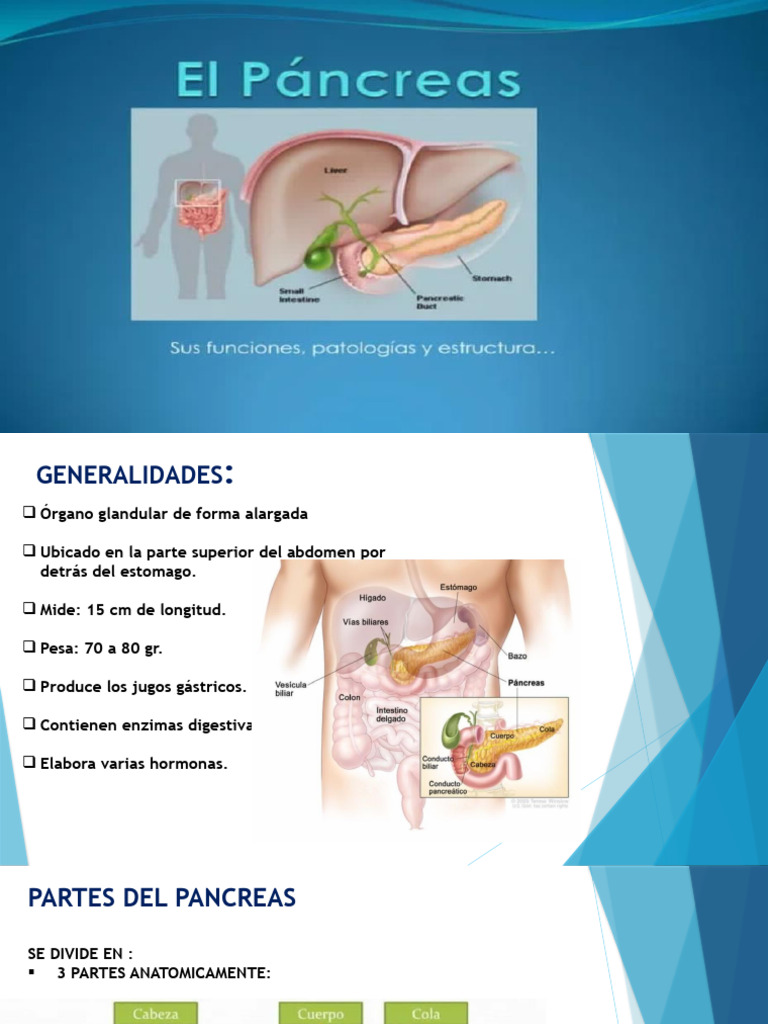 Pancreas | PDF | Páncreas | Insulina