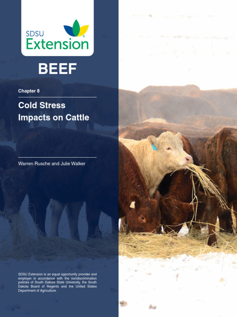 Theory-Cold Stress in Beef Cattle | PDF | Hypothermia | Thermodynamics