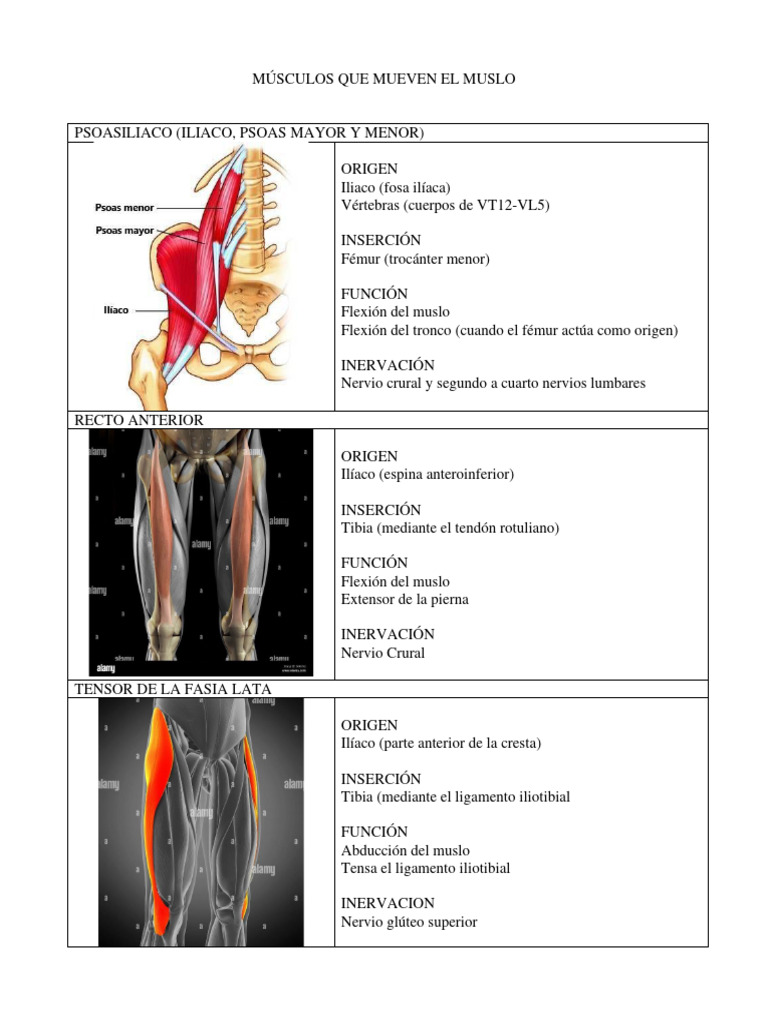 Anatomía de los músculos del muslo | PDF | Pie | Tejido suave