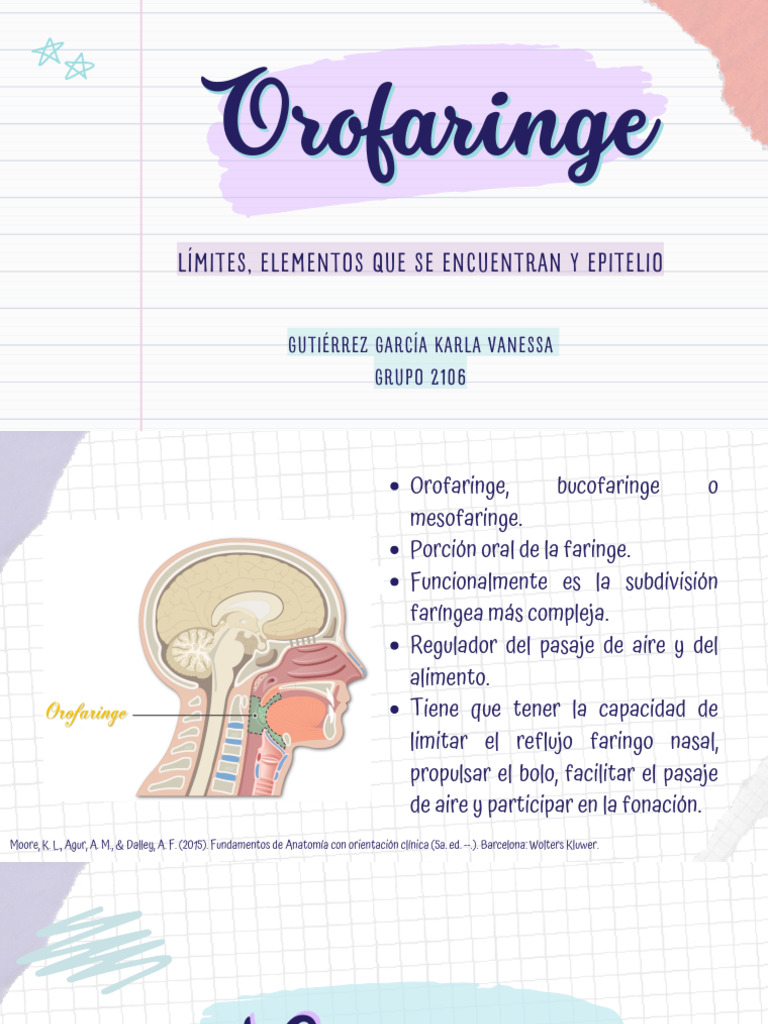 Anatomía y Función de la Orofaringe | PDF | Lengua | Epitelio