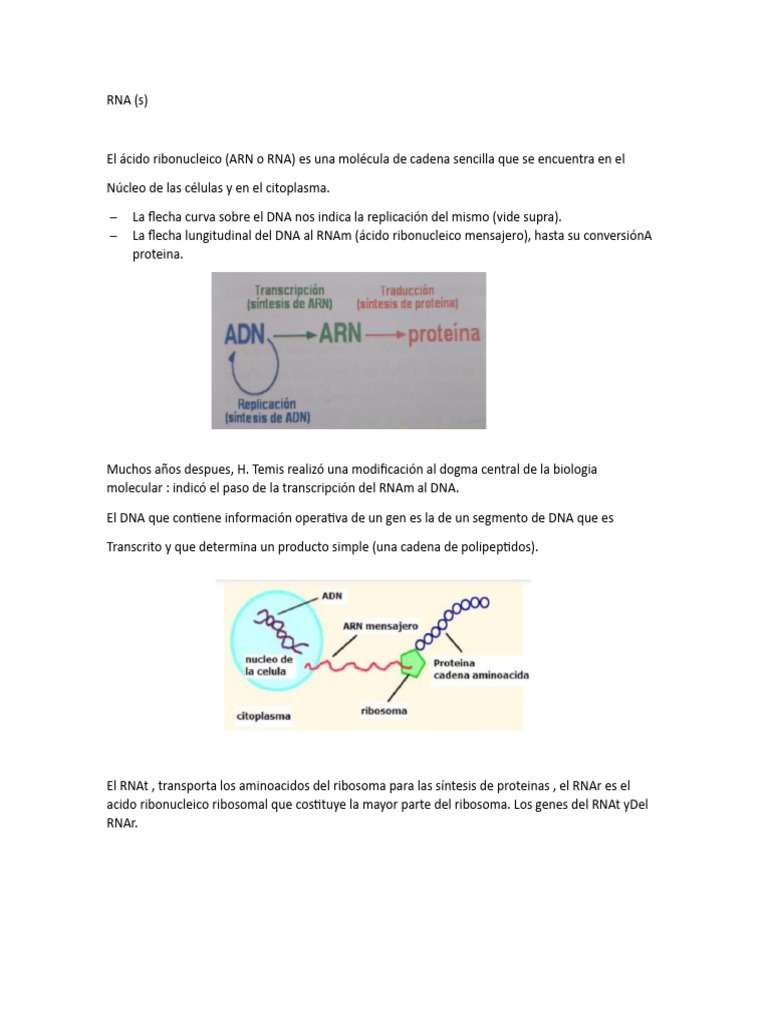 Estructura y Función del ARN | PDF | Rna | Adn