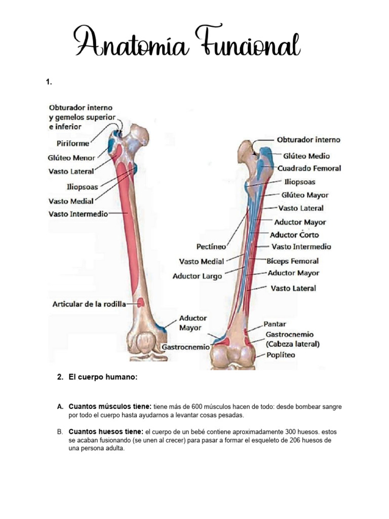 Anatomia Funcional | PDF | Anatomía | Articulación