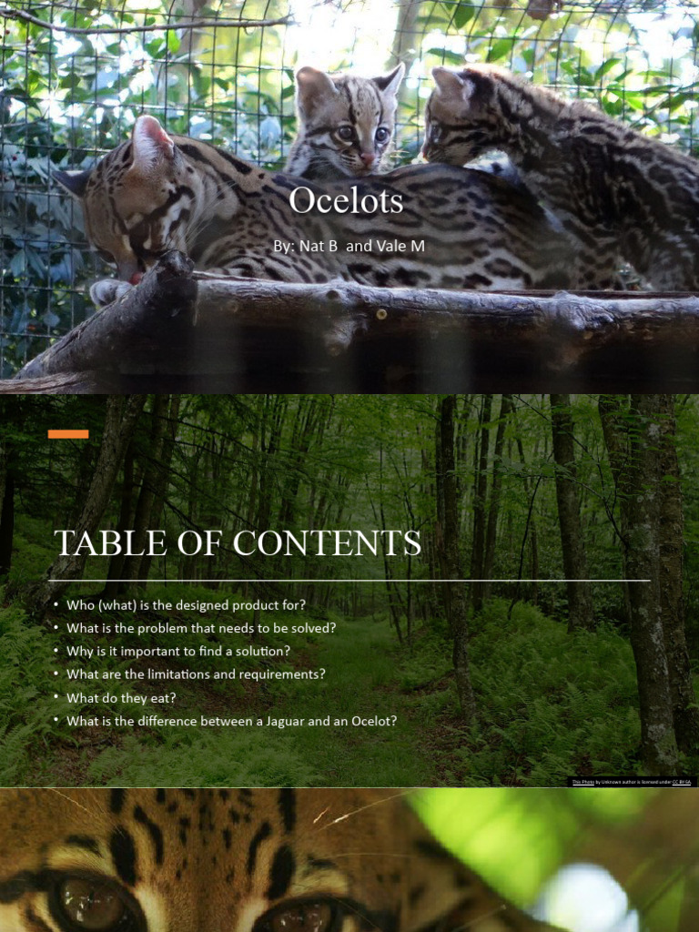 Ocelot | PDF