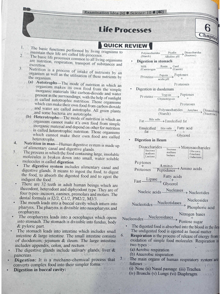 6 10 PYQs Life Processes | PDF