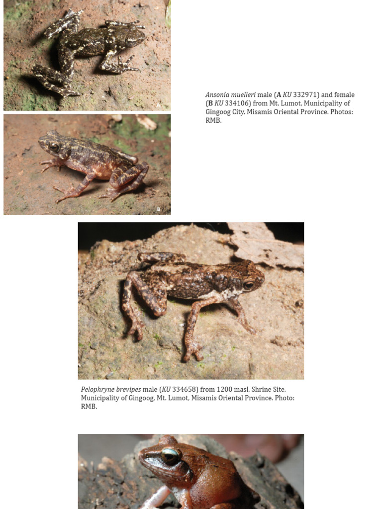 Frogs of The Philippines | PDF | Mindanao | Herpetology