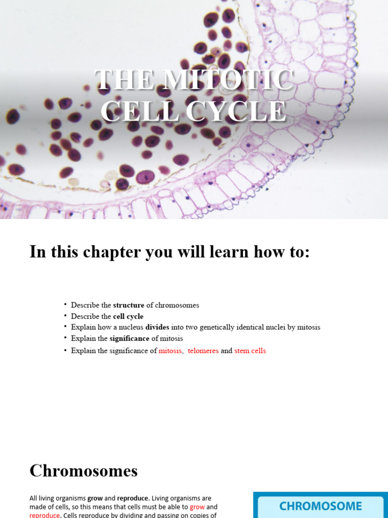Understanding the Mitotic Cell Cycle | PDF | Mitosis | Chromosome