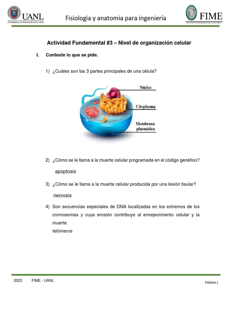 Af3. Nivel de Organización Celular | PDF | Traducción (biología) | Mitosis